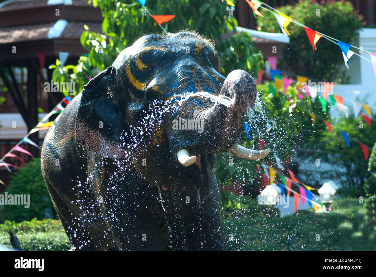 Young elephant splashing water Stock Photo - Alamy