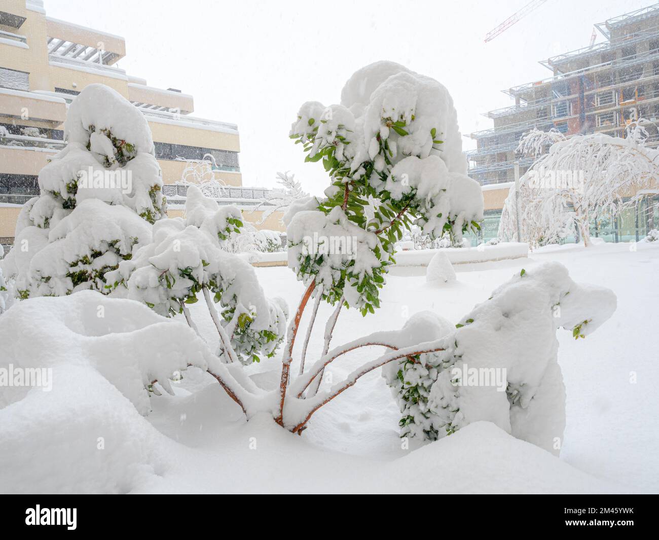 Tree plant covered in snow during a snowfall. Winter concept Stock ...