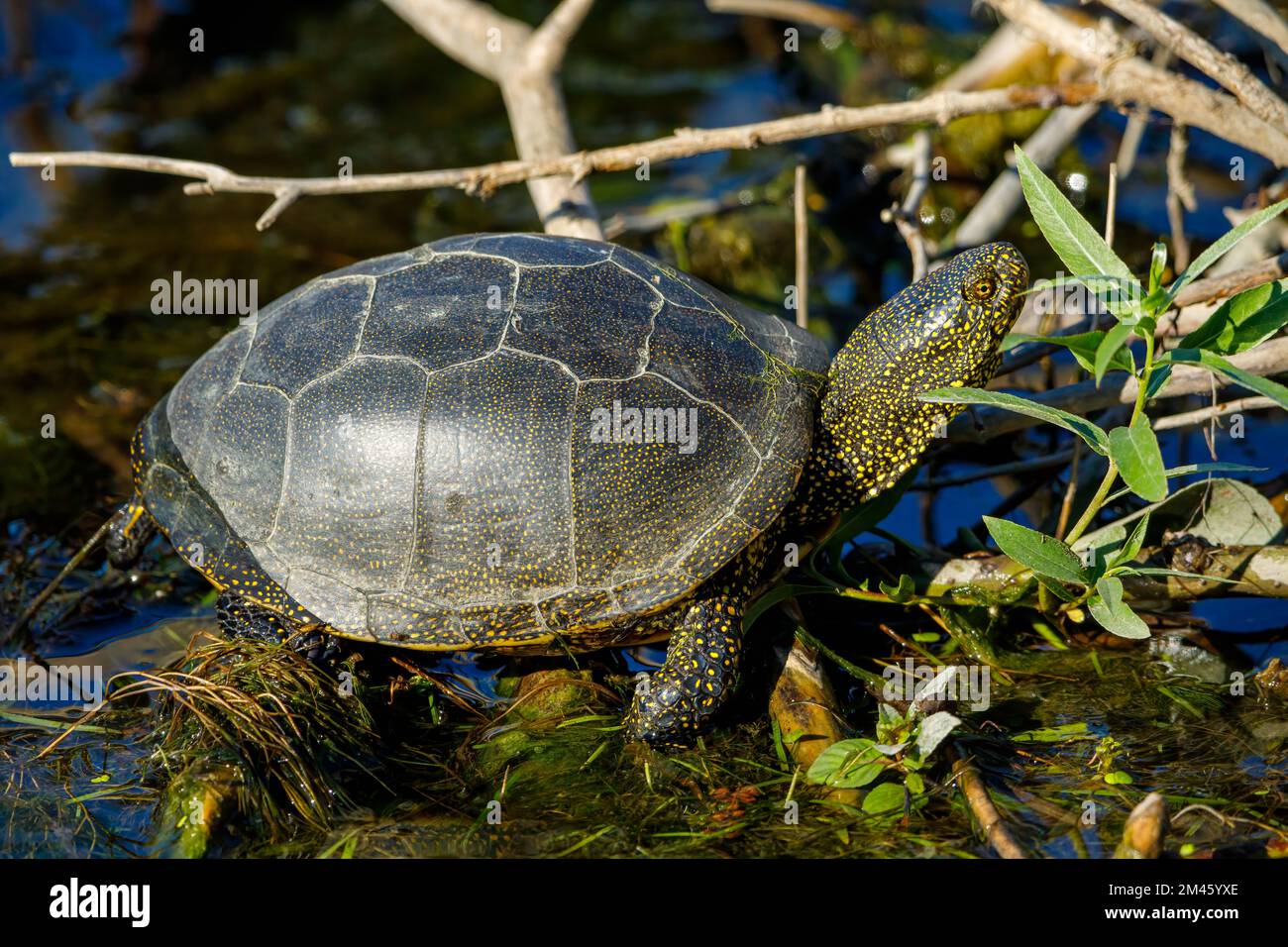 Western swamp tortoise hi-res stock photography and images - Alamy