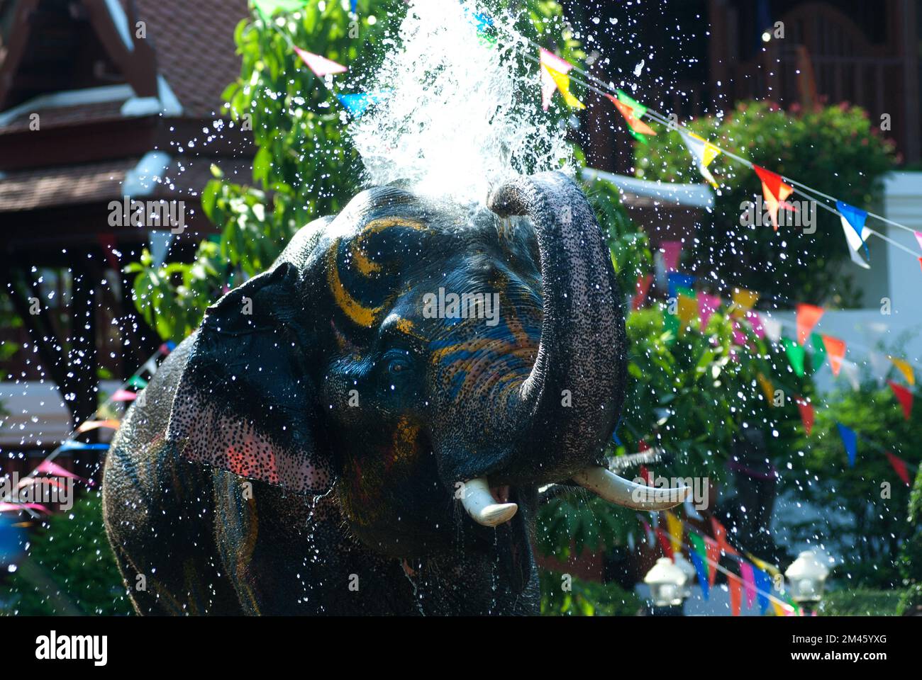 Young elephant splashing water Stock Photo - Alamy