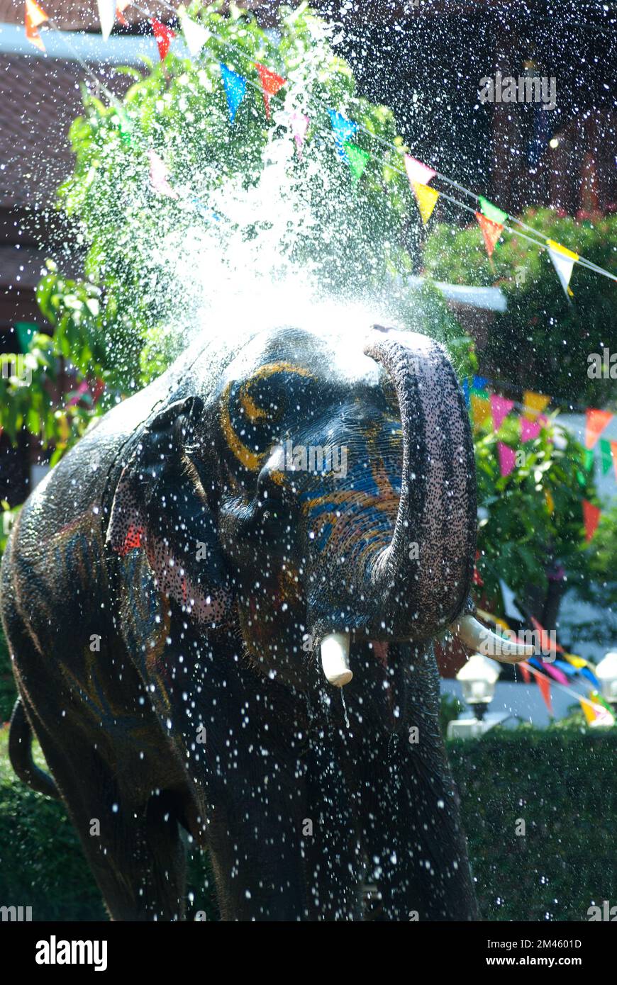 Young elephant splashing water Stock Photo - Alamy