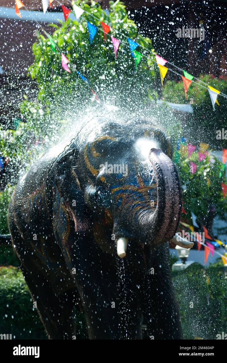 Young elephant splashing water Stock Photo - Alamy
