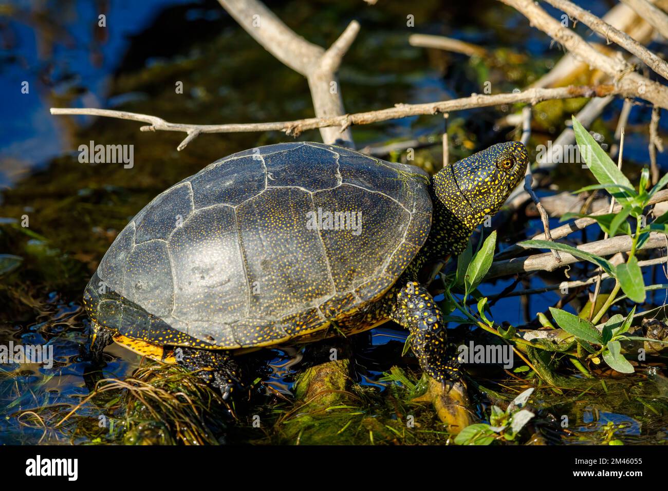 A european pond turtle in the swamps of the danube delta Stock Photo ...