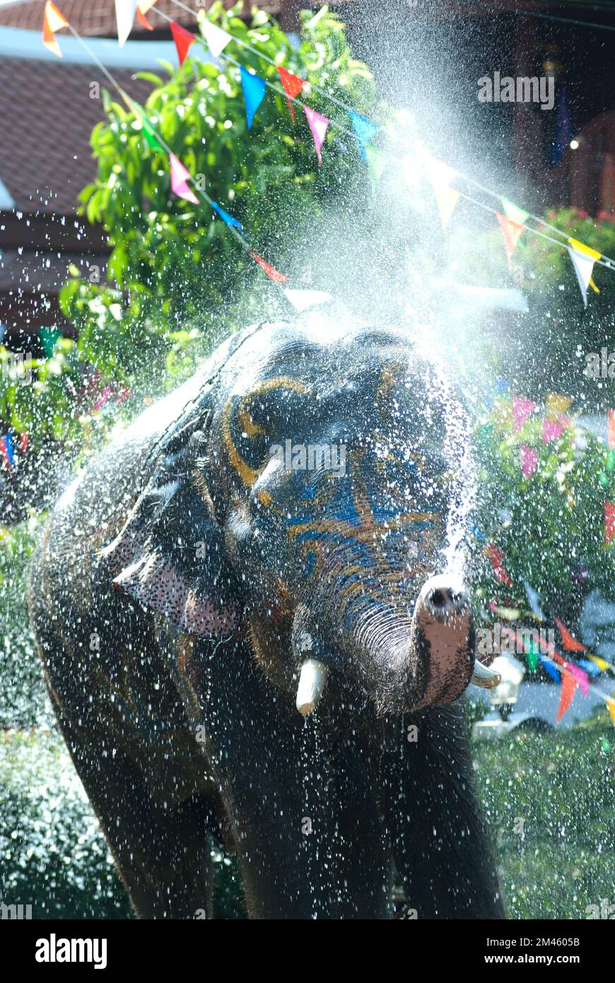 Young elephant splashing water Stock Photo - Alamy