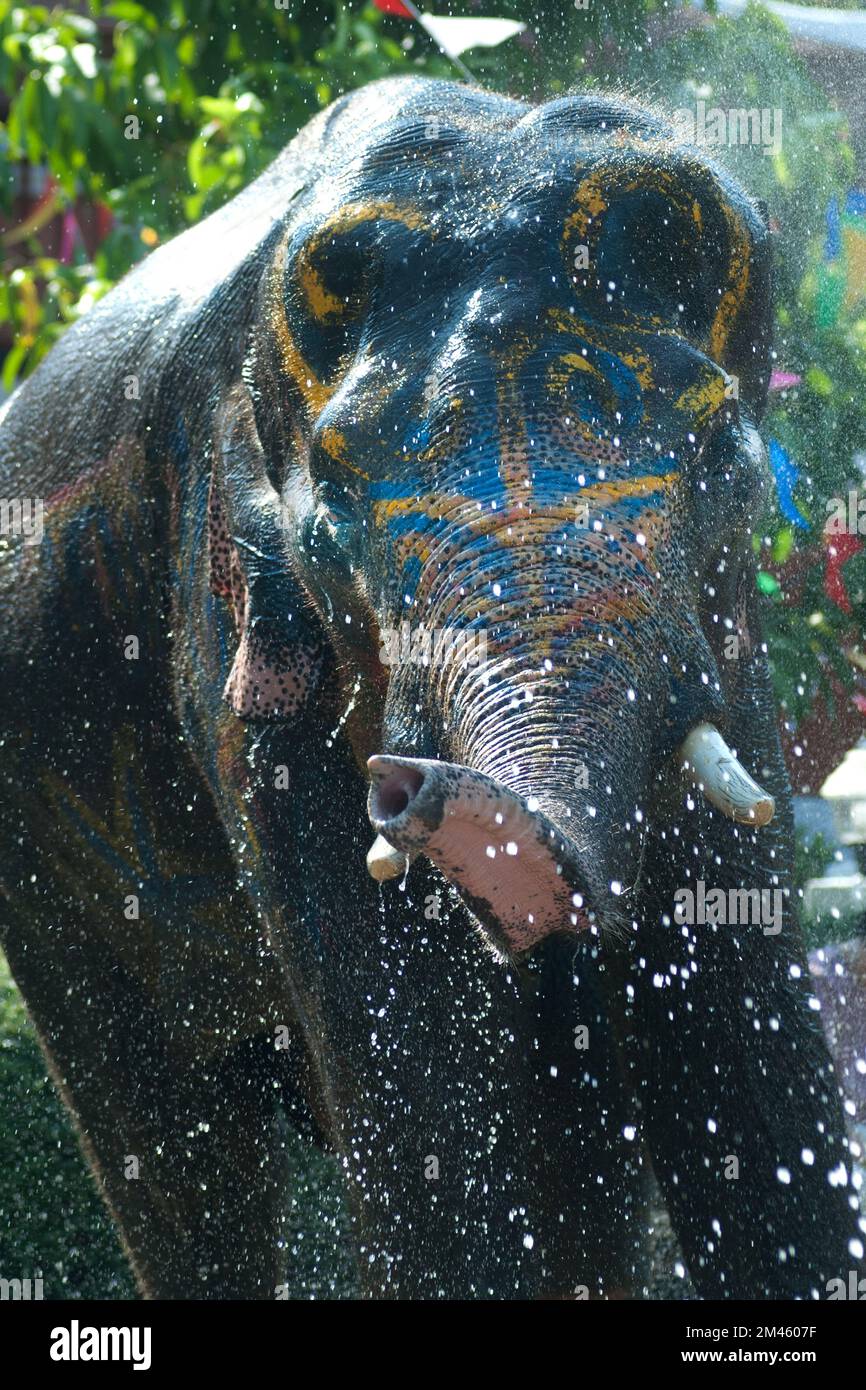 Young elephant splashing water Stock Photo - Alamy