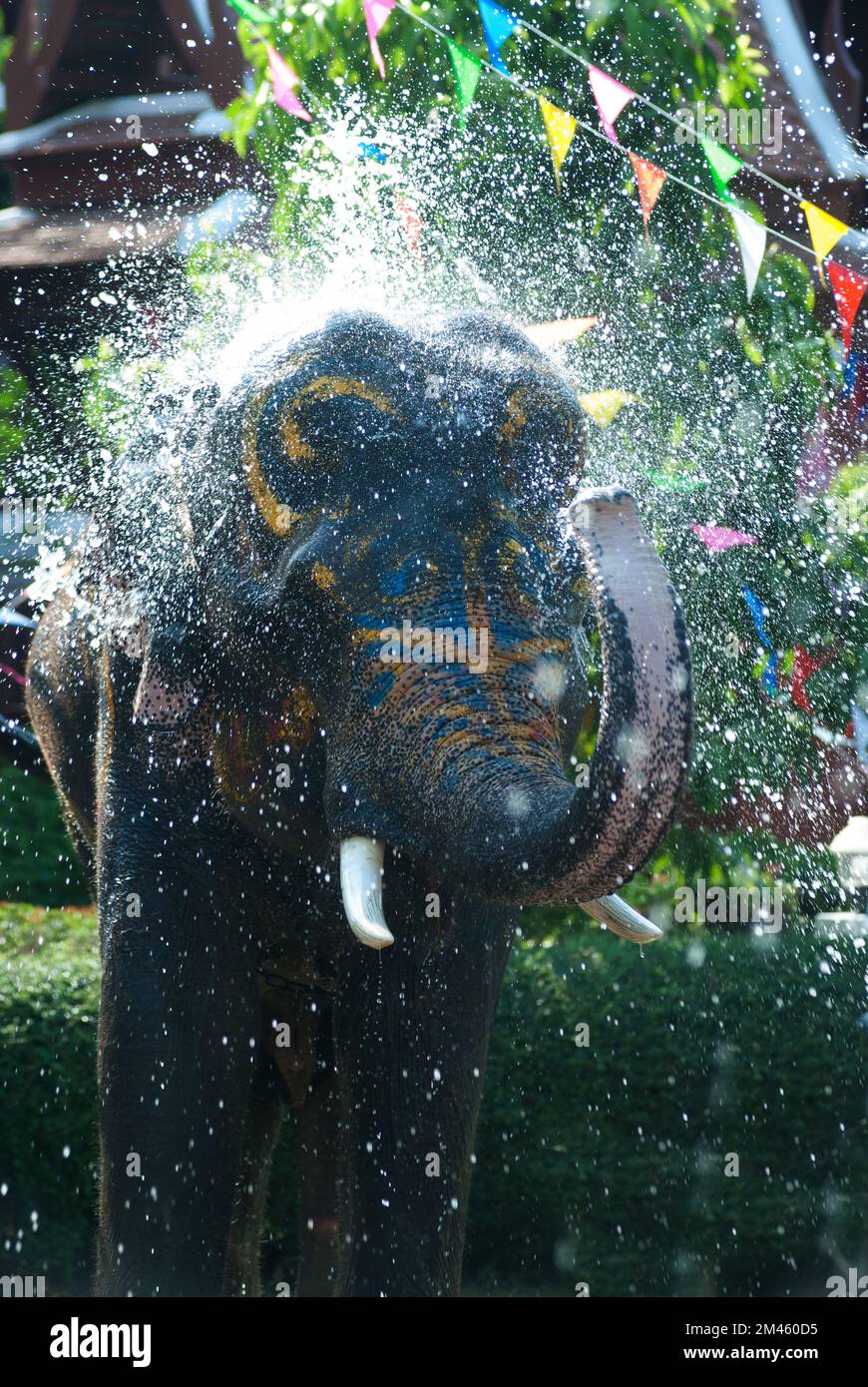 Young elephant splashing water Stock Photo - Alamy