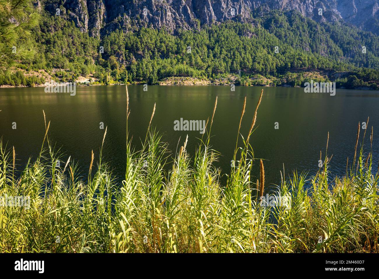 Beautiful lake on the slope of the mountain in greenery Stock Photo - Alamy
