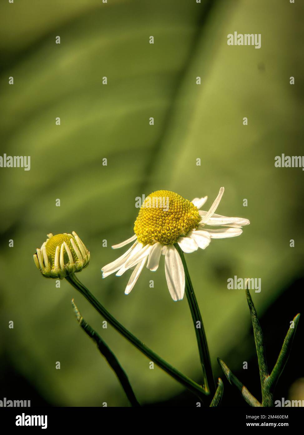 A blooming Chamomile flower in blurred background Stock Photo - Alamy