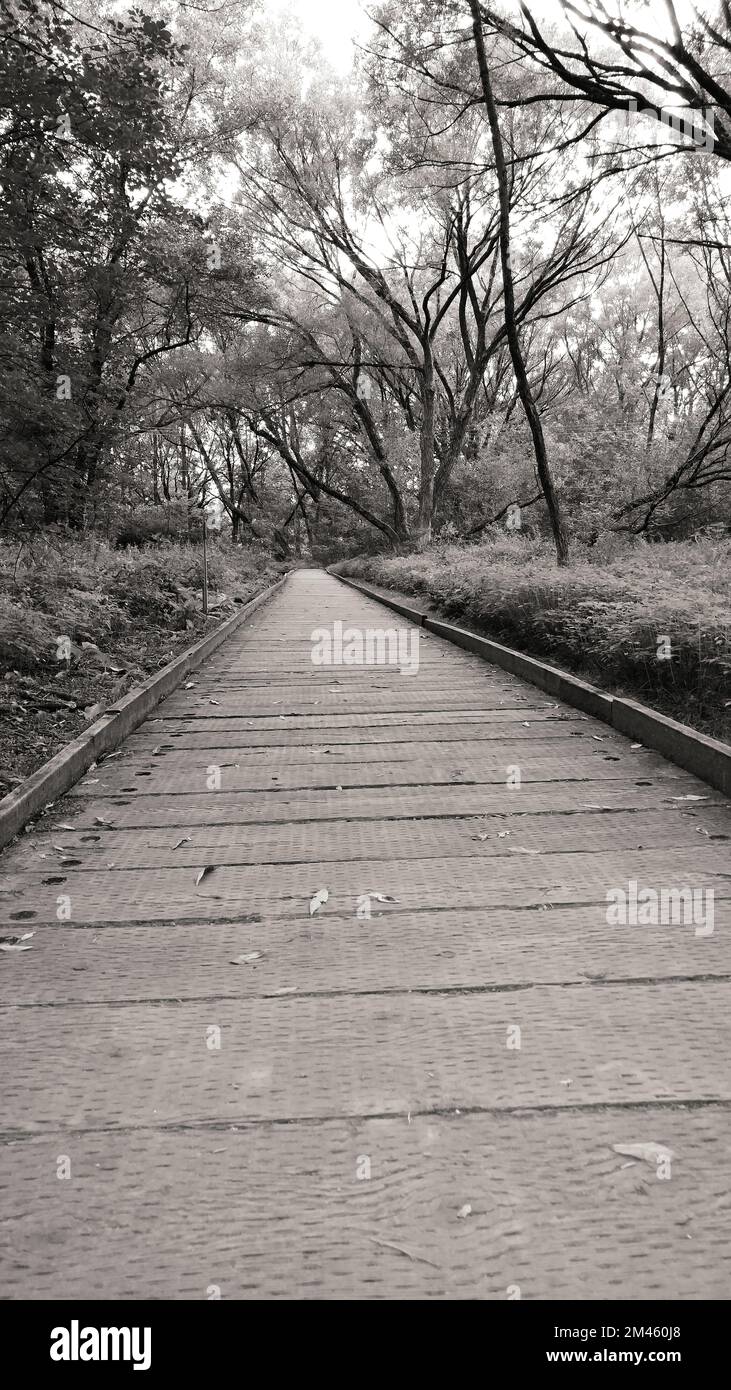 A grayscale shot of long walkway through a forest Stock Photo - Alamy