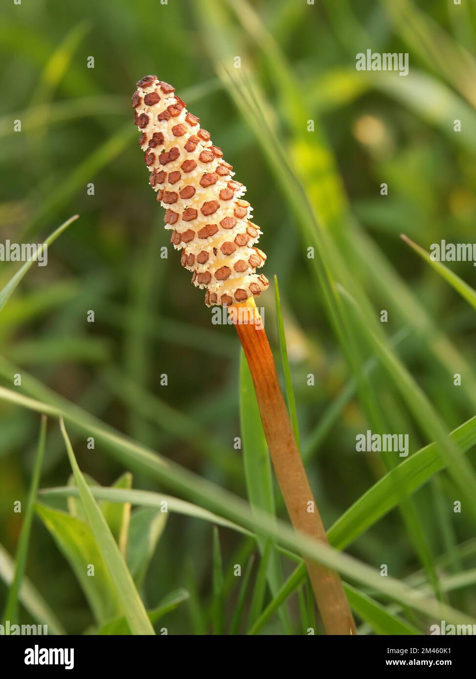 A blooming Equisetum arvense flower in blurred background Stock Photo ...