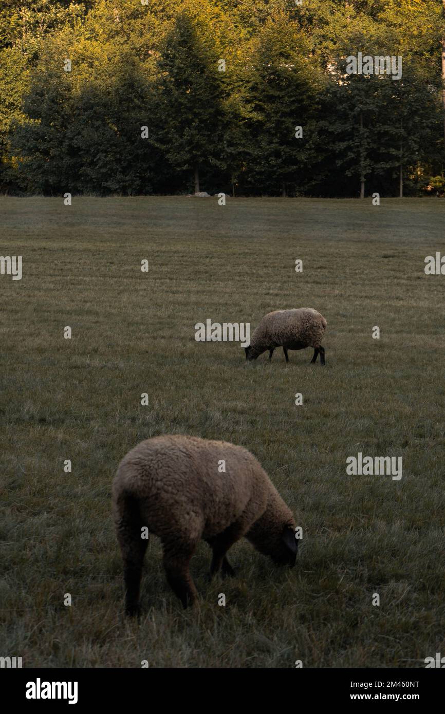 A vertical shot of the fluffy Suffolk sheep grazing in the green field ...