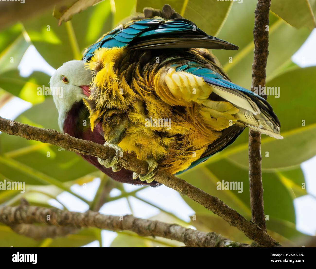 The wompoo fruit dove (Ptilinopus magnificus), also known as wompoo ...