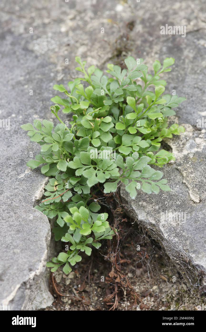 A closeup of growing Asplenium ruta-muraria plant on rock Stock Photo ...