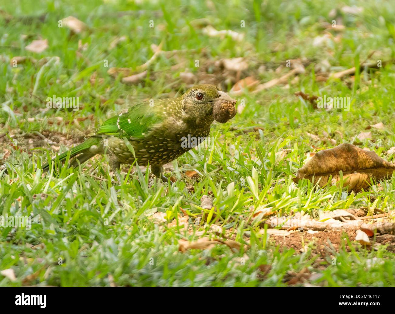 Bowerbird in tree hi-res stock photography and images - Alamy