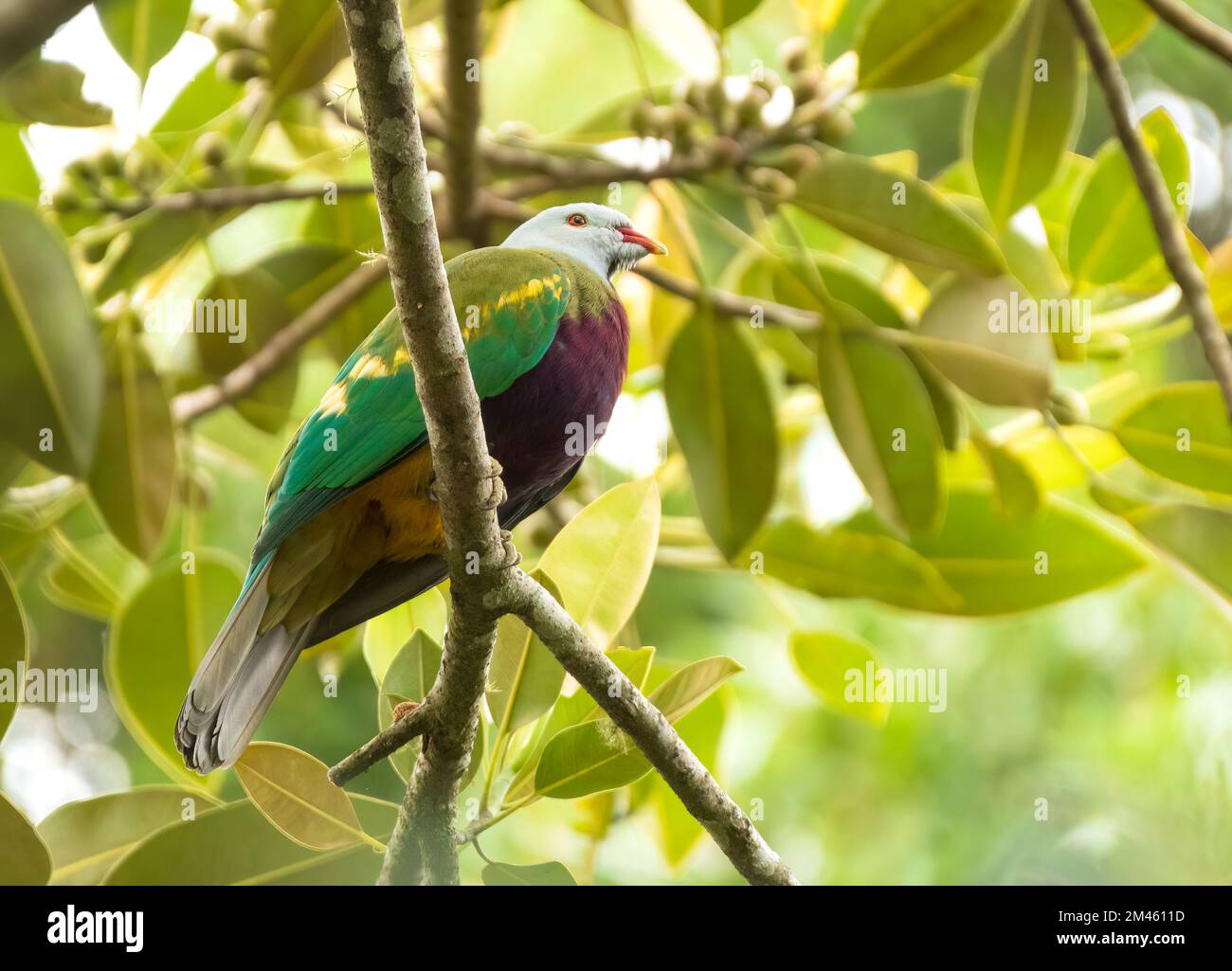 The wompoo fruit dove (Ptilinopus magnificus), also known as wompoo ...