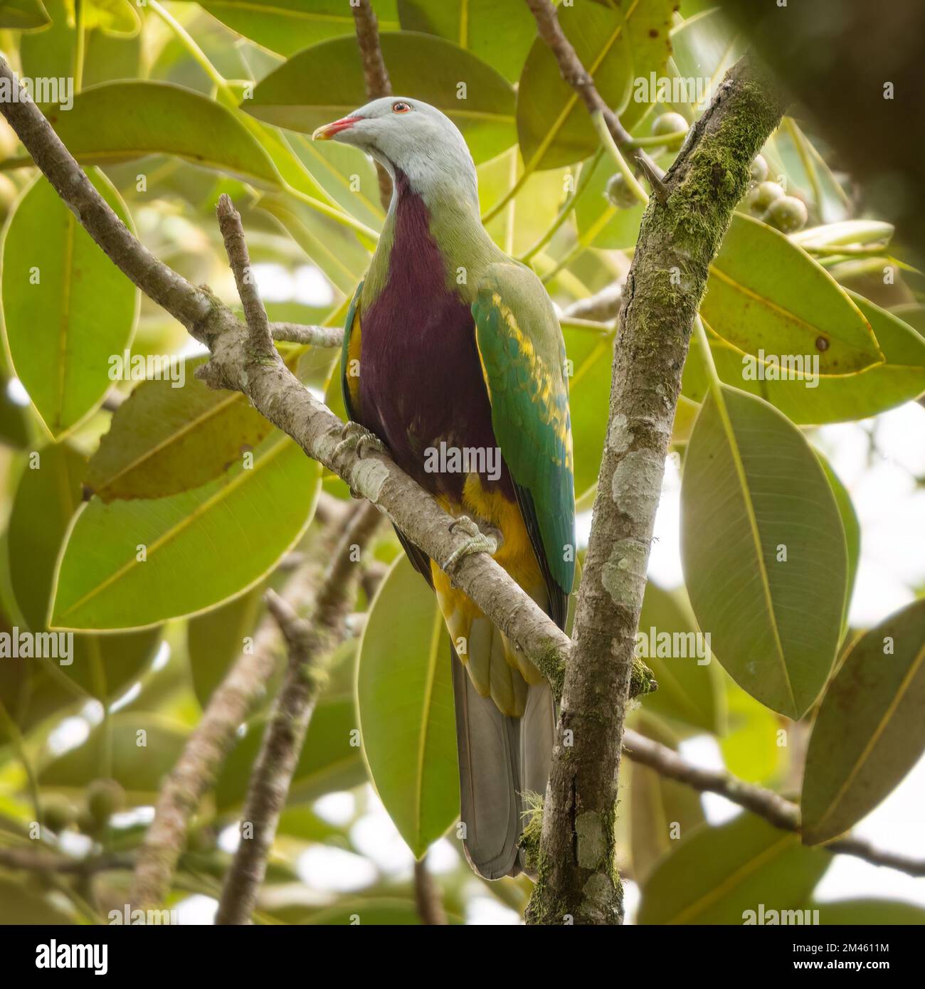 Fruit dove hi-res stock photography and images - Alamy
