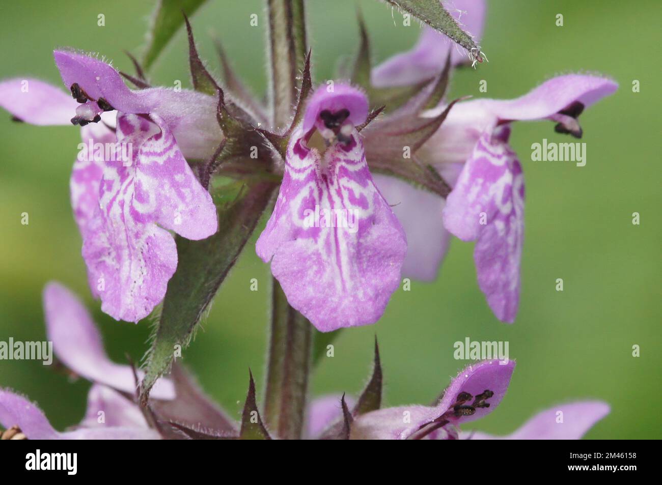 A closeup of blooming purple Stachys palustris flower in blurred ...