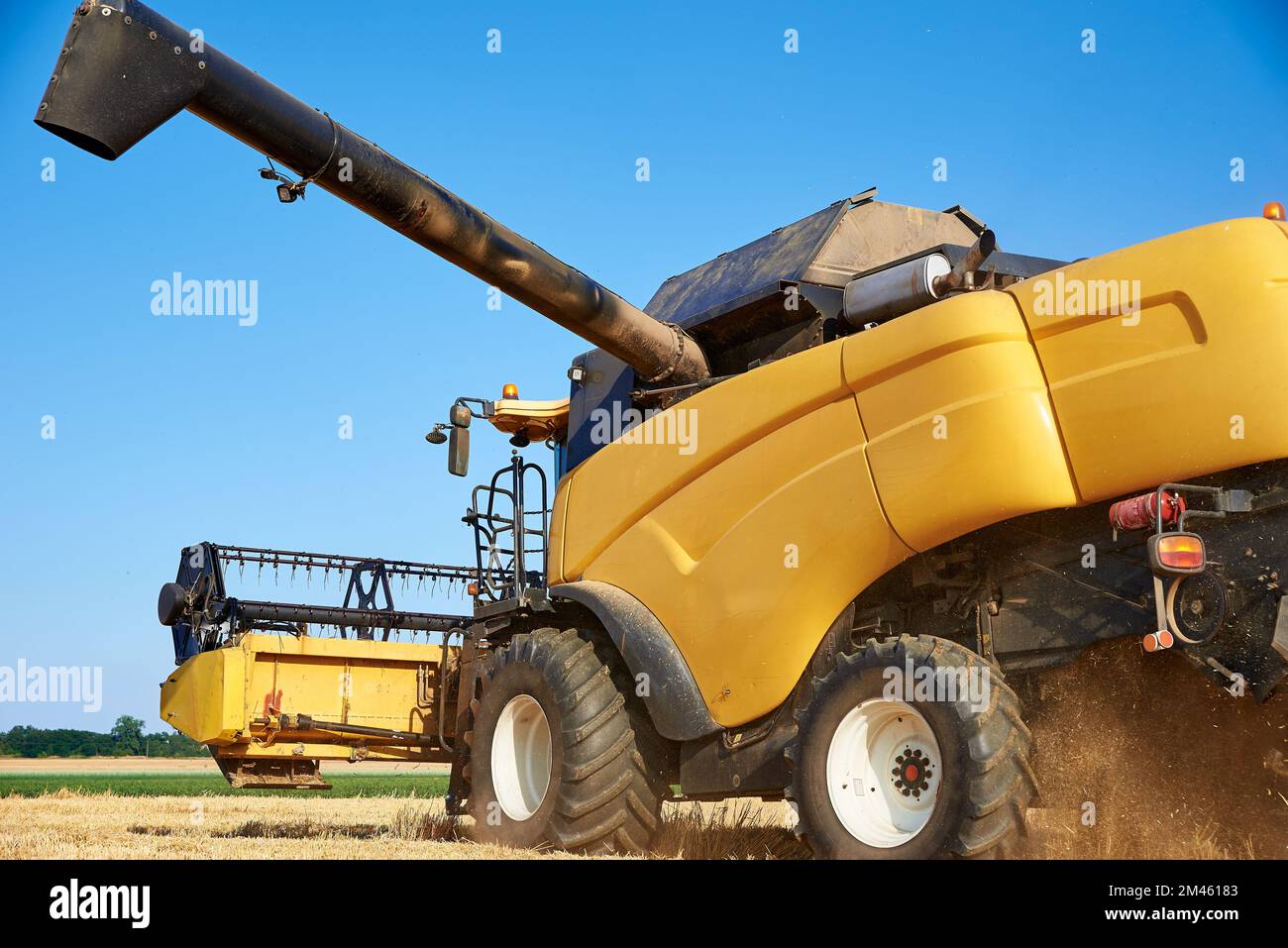 Combine harvester harvesting golden wheat field, harvester working in ...