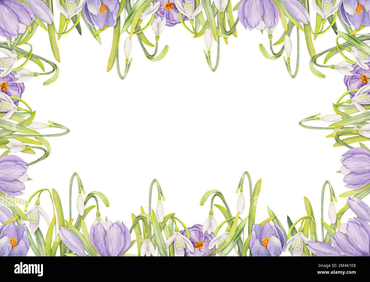 Watercolor hand drawn square frame with spring flowers, crocus ...