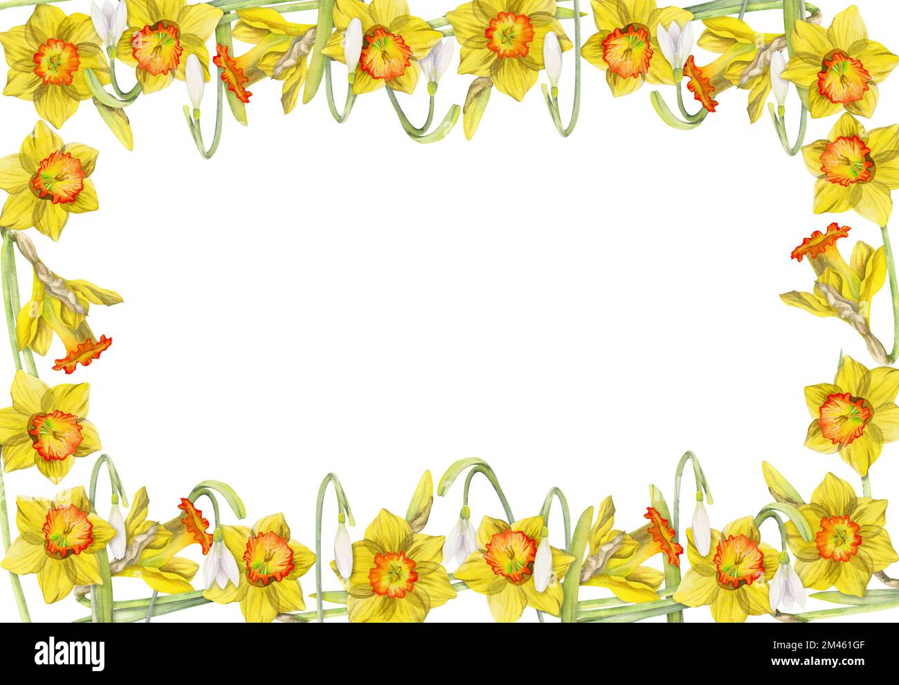 Watercolor hand drawn square frame with spring flowers, daffodils ...