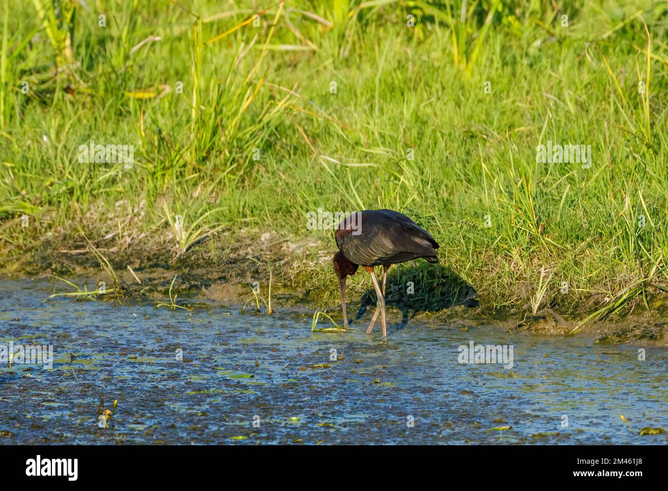 A black Ibis in the swamps of the Danube Delta Stock Photo - Alamy