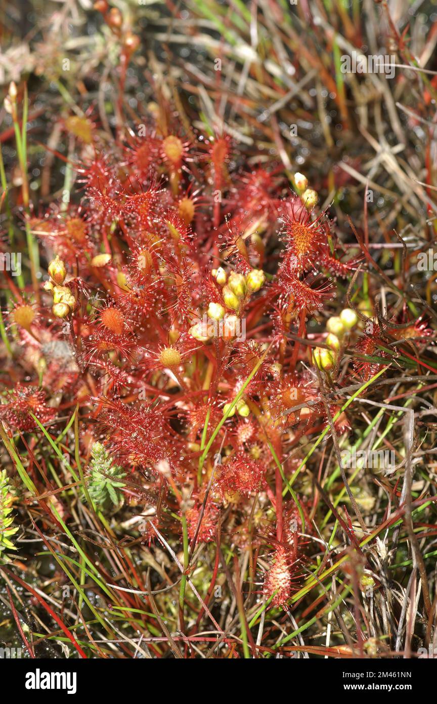 Spoonleaf sundew (drosera intermedia) hi-res stock photography and ...