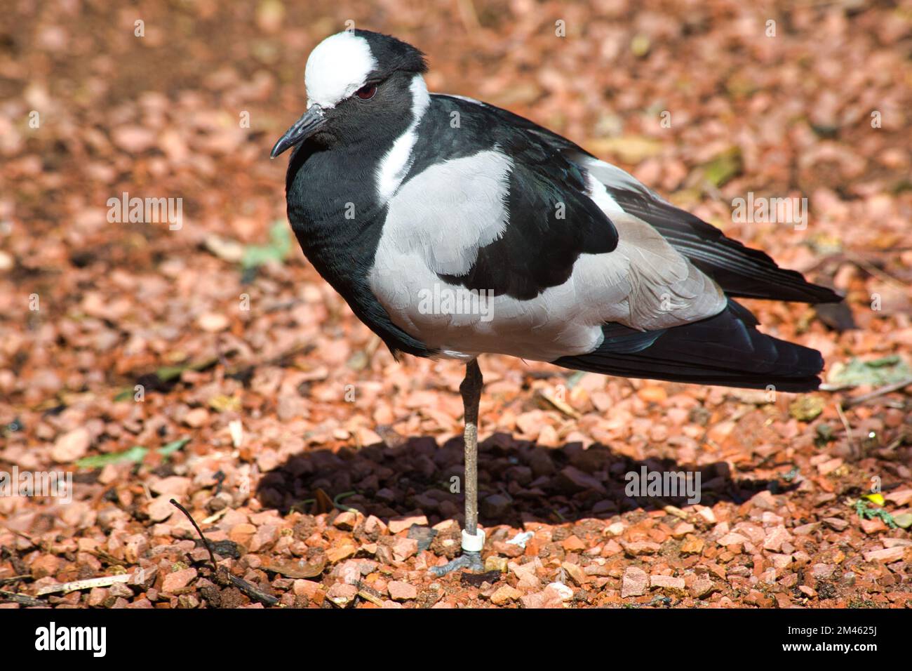 A blacksmith lapwing bird standing on one leg on the gravels on a sunny ...
