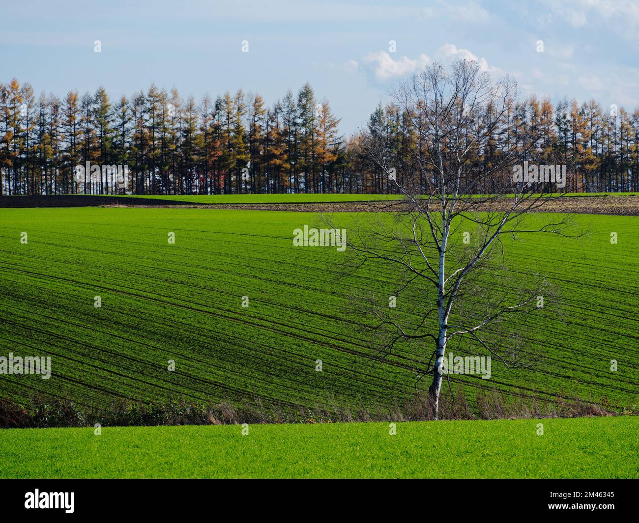Winter Wheat Field Stock Photo - Alamy