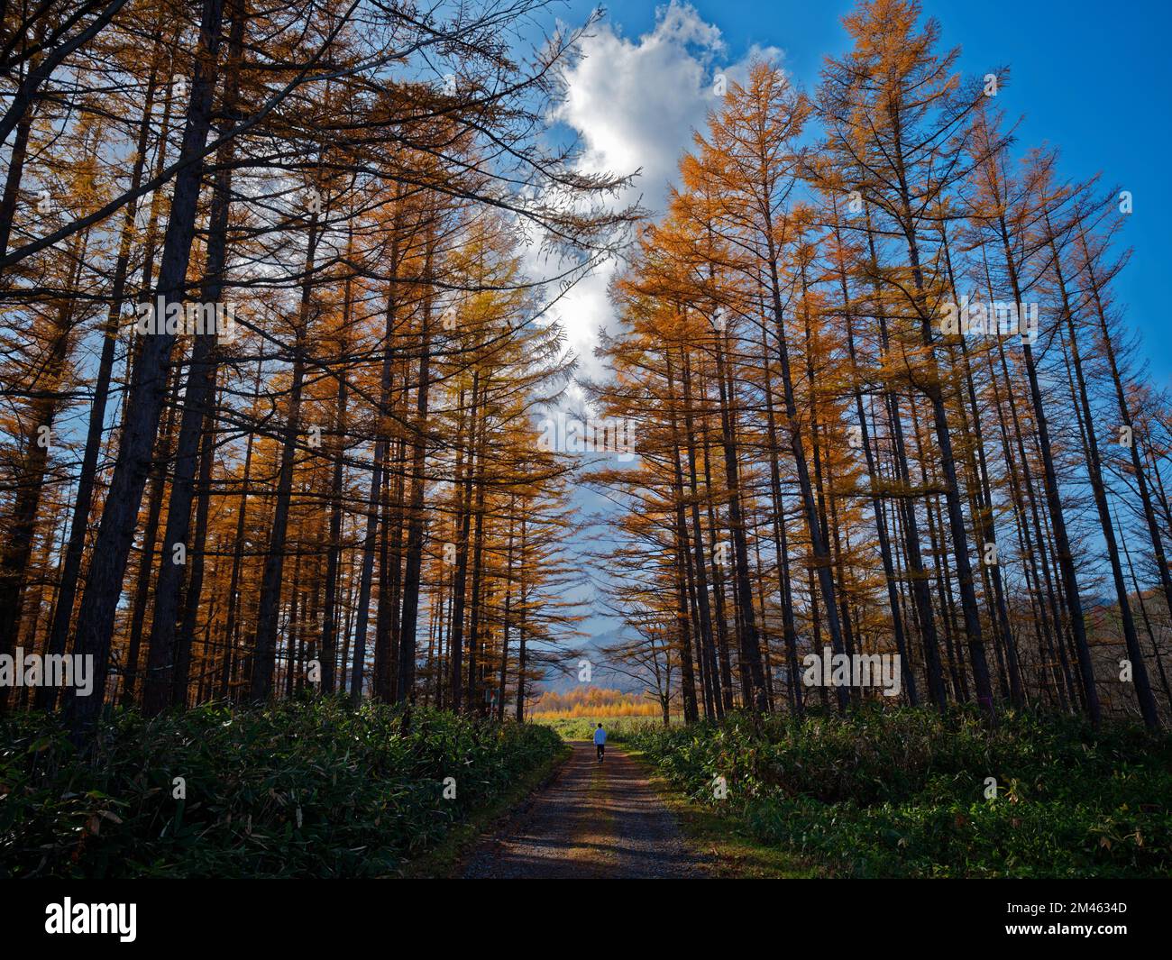 Beautiful evergreen forest larch hi-res stock photography and images ...
