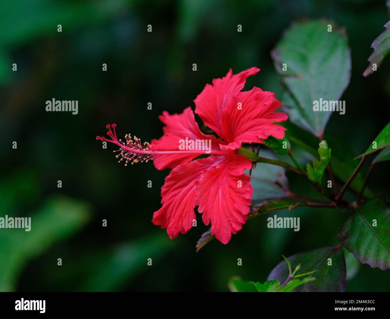 Red hibiscus flower okinawa japan hi-res stock photography and images ...