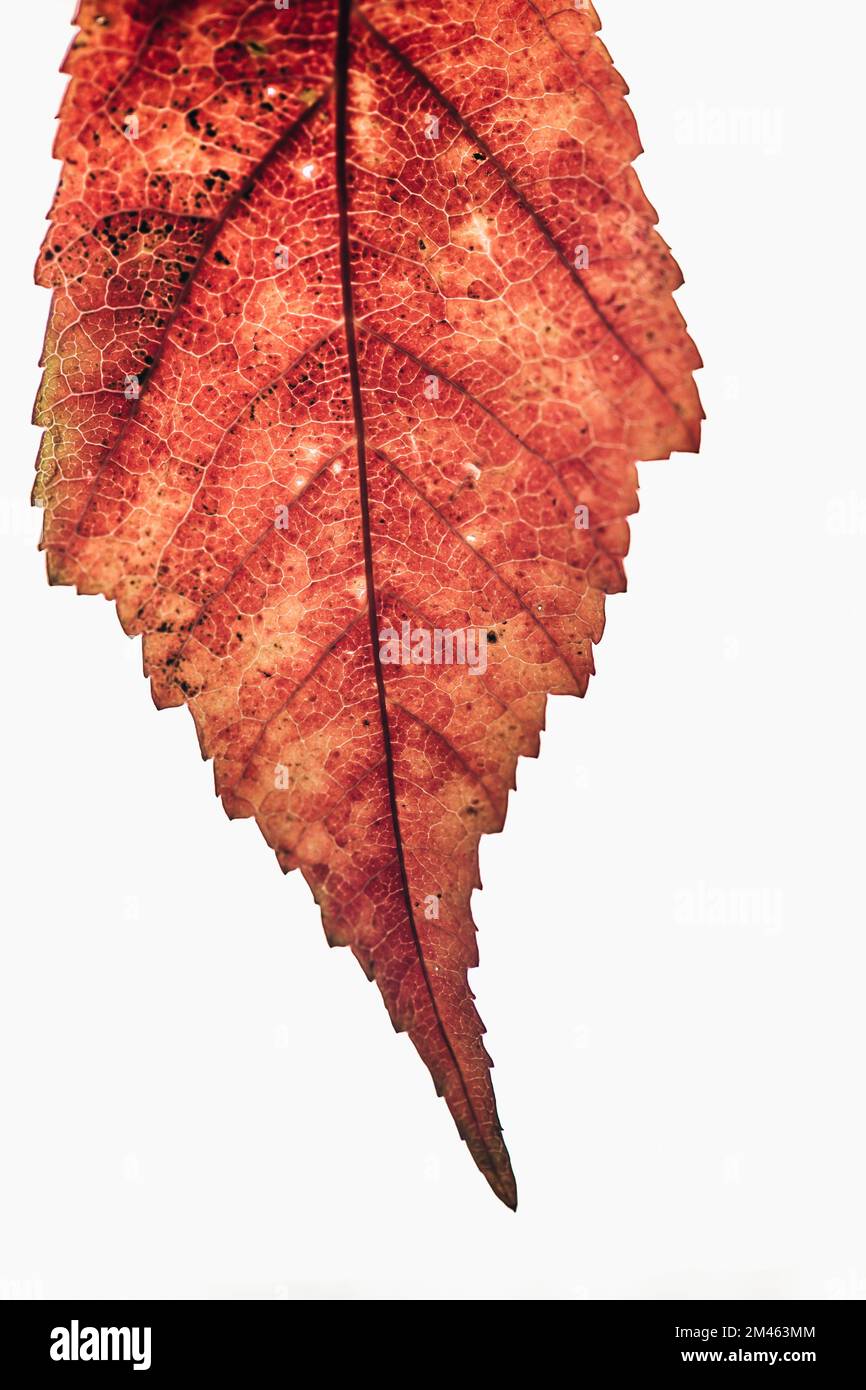 A vertical shot of a dried autumn leaf isolated on a white background ...