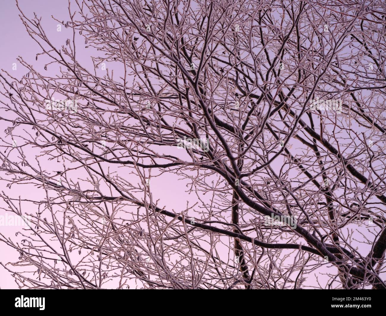Freezing Fog colored in Purple Stock Photo - Alamy