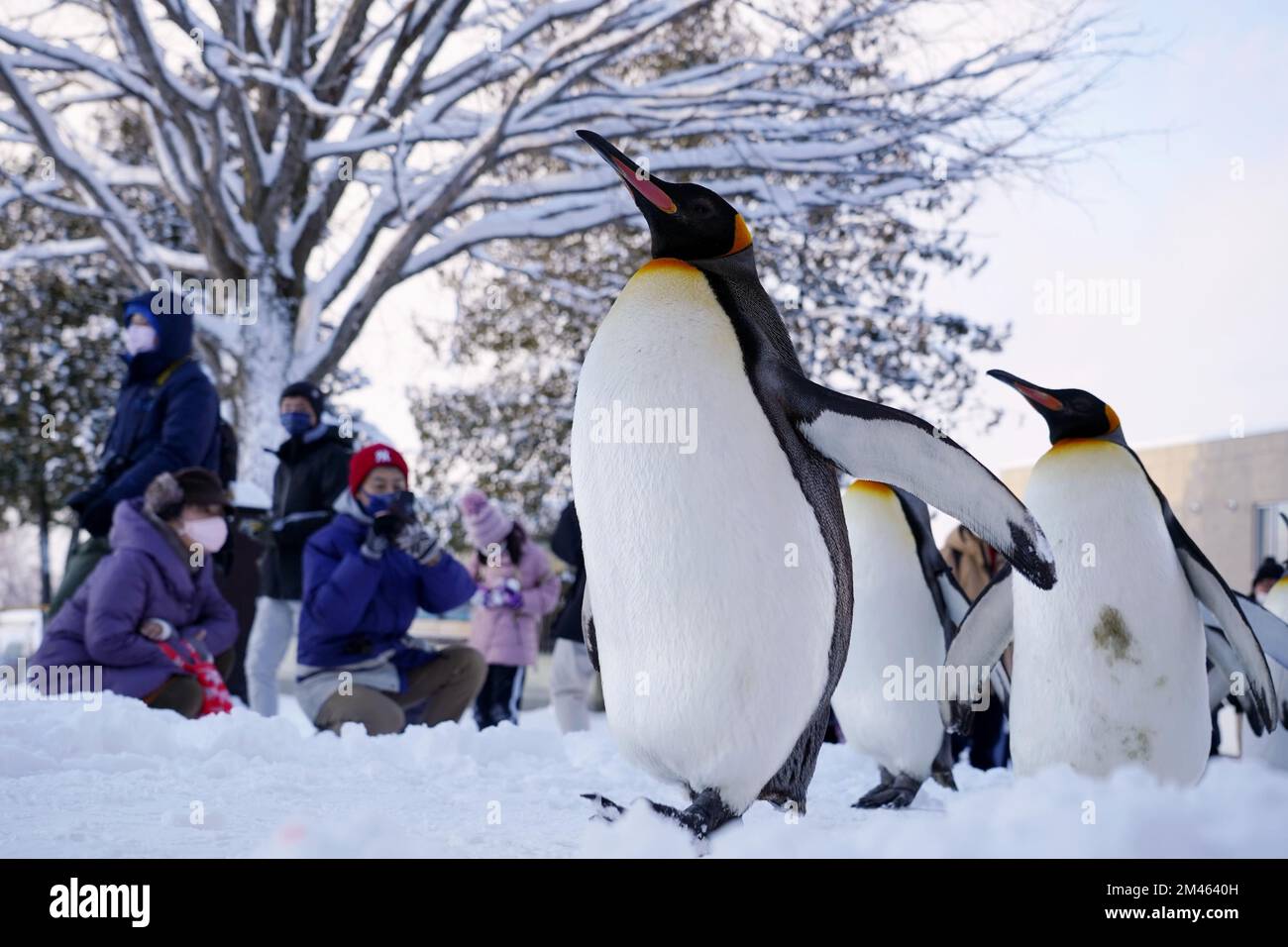 King penguins walk along a snow-covered path at Asahiyama Zoo in the ...