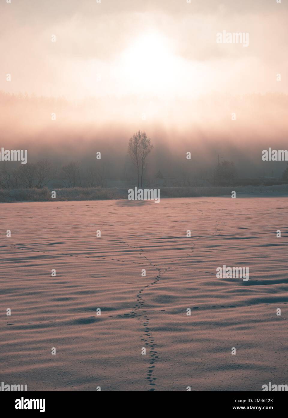 Freezing Fog at Dawn Stock Photo - Alamy