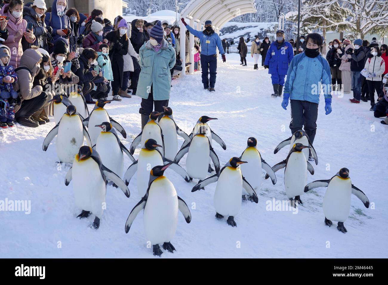 King penguins walk along a snow-covered path at Asahiyama Zoo in the ...