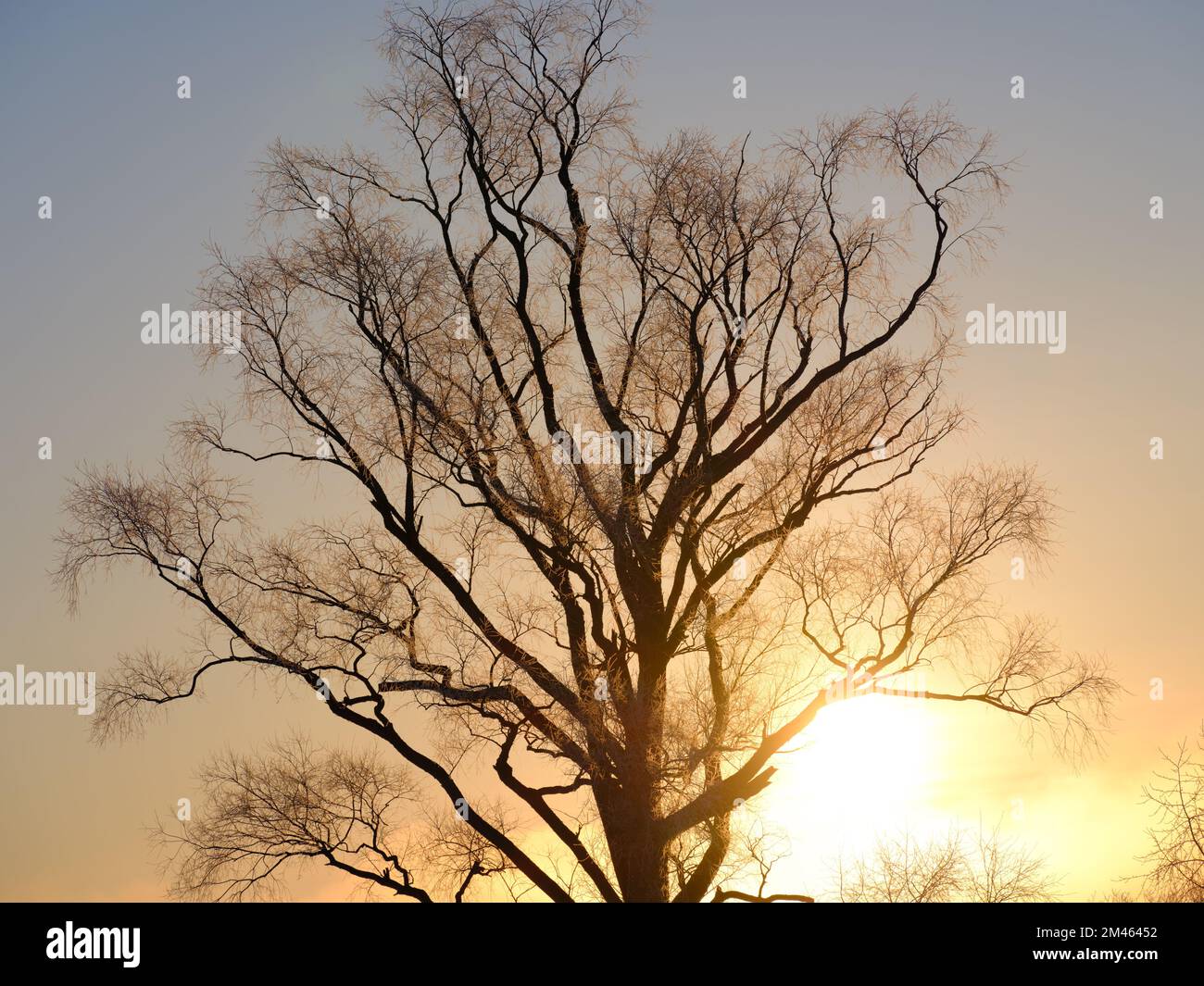 Close image dead tree hi-res stock photography and images - Alamy