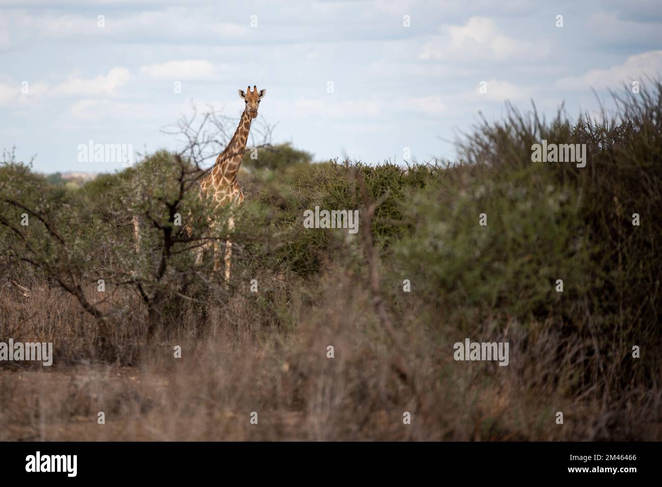 A beautiful giraffe (Giraffa) surrounded by trees in Safari with the ...