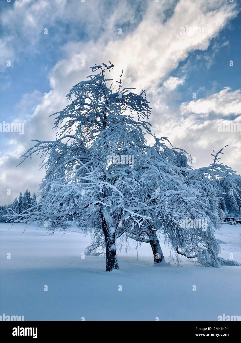 A vertical shot of a tree covered in white heave snow against the blue ...