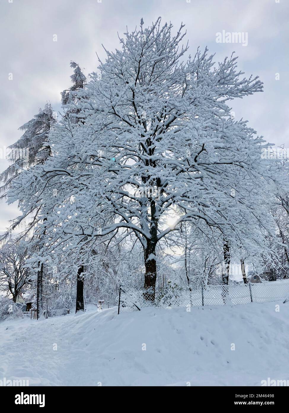 A vertical shot of a tree covered in white heave snow against the blue ...