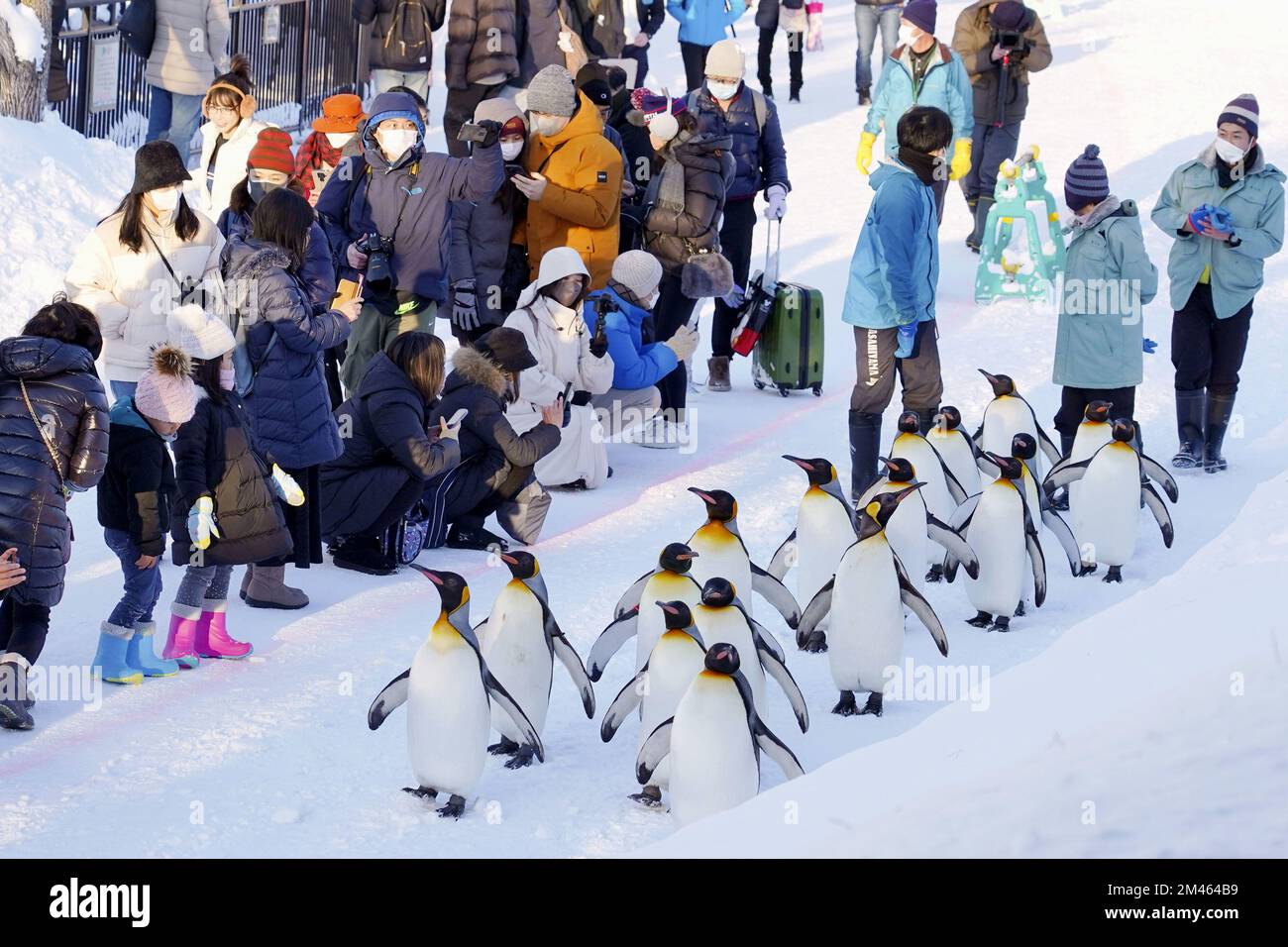 King penguins walk along a snow-covered path at Asahiyama Zoo in the ...