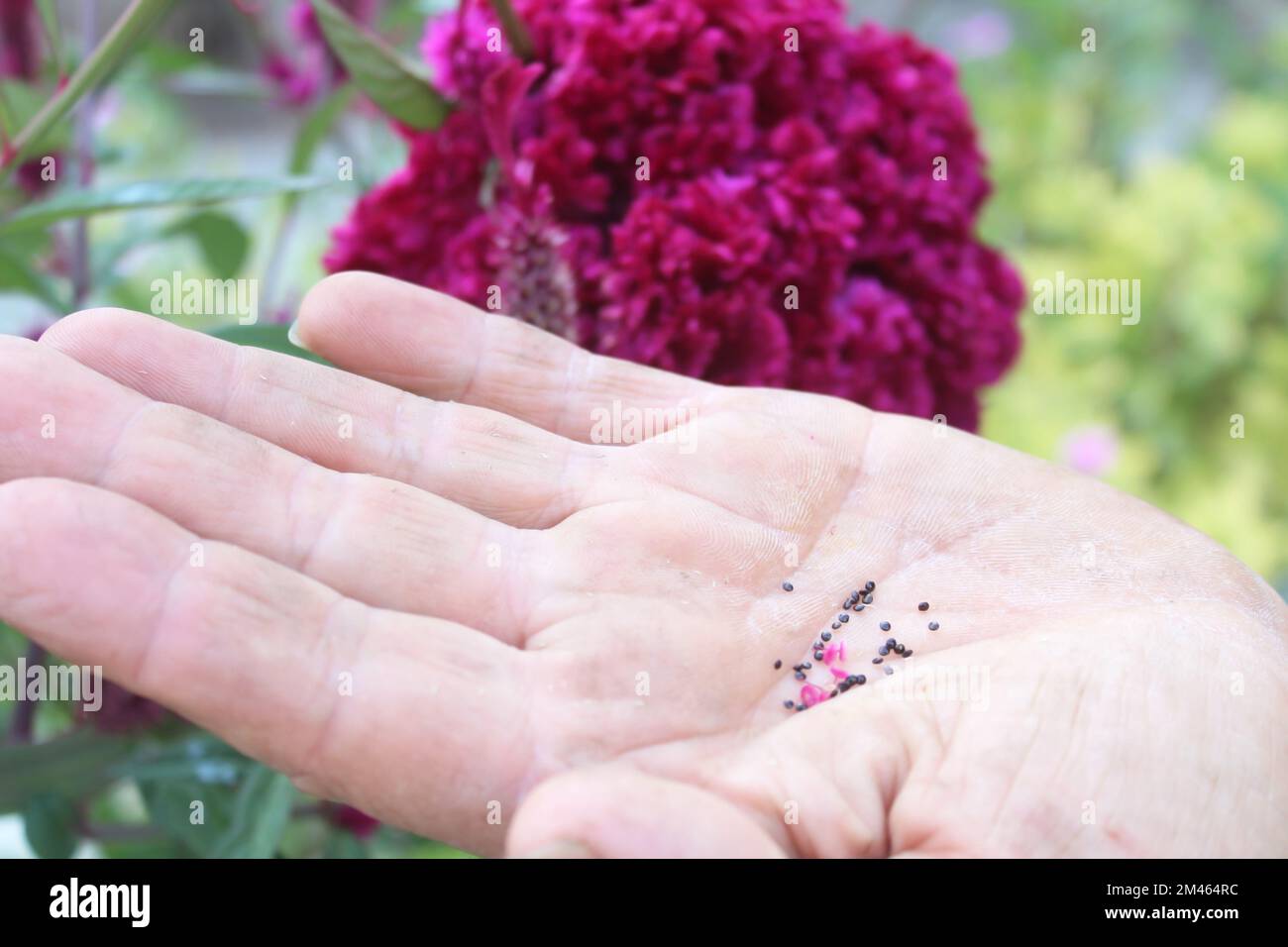 Purple flower (cockscomb) seeds in male hand Stock Photo - Alamy