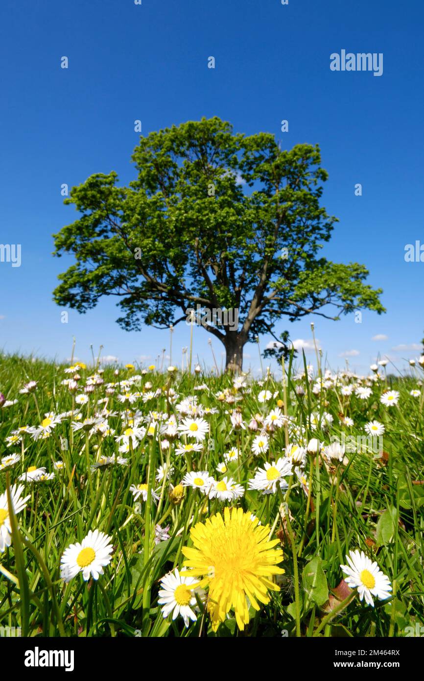 Dandelion and daisy flowers with a tree in the background Stock Photo ...