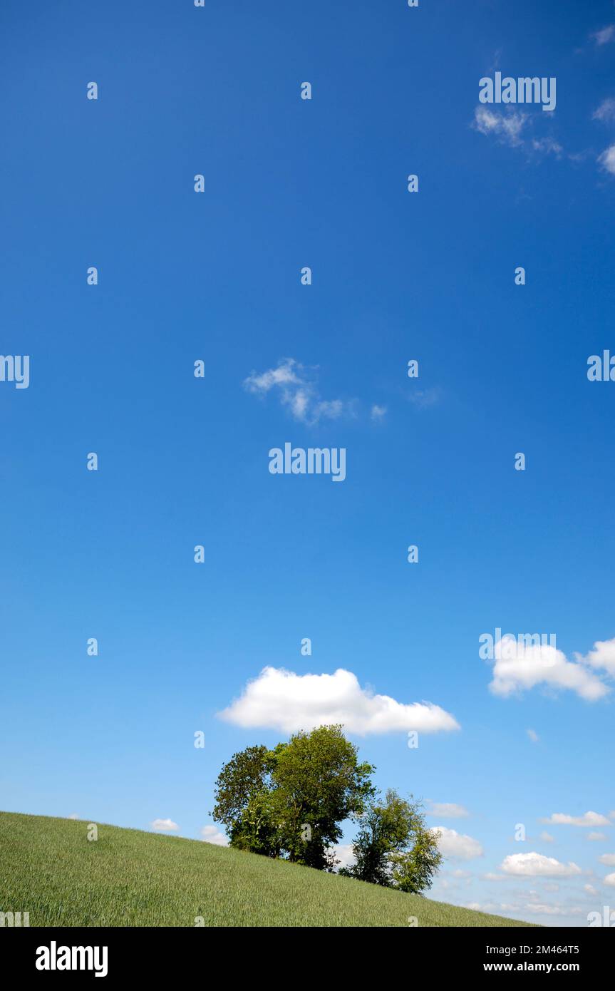 Landscape with a tree on a hill. The sky is blue with white clouds ...