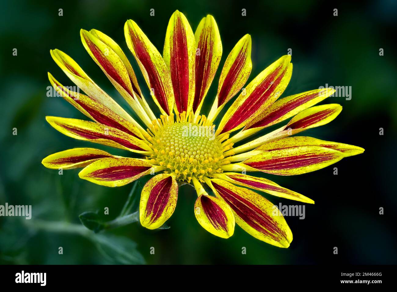 Elle fleur hi-res stock photography and images - Alamy