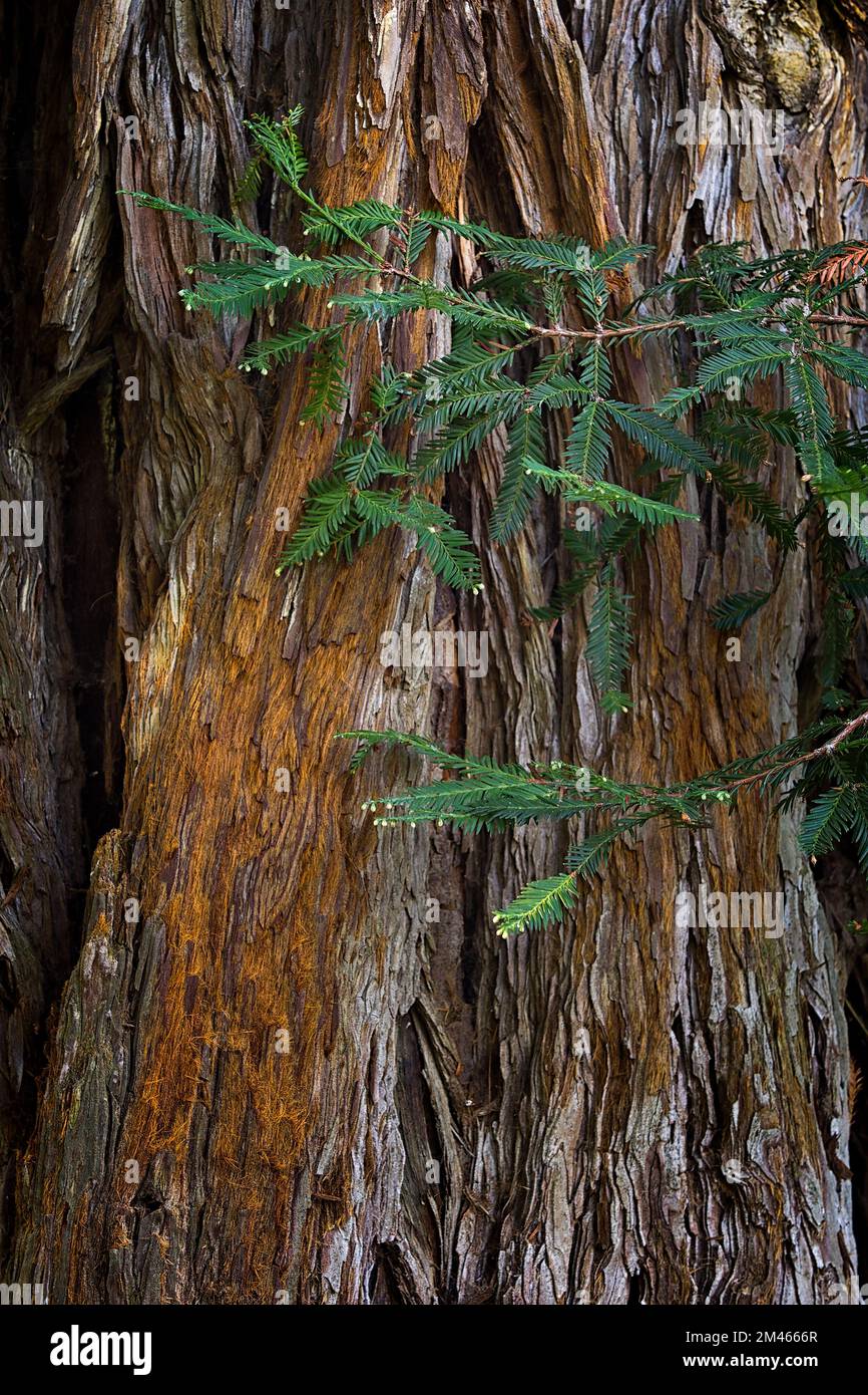 Coast redwood (Sequoia sempervirens). Cupressaceae. Giant conifer. bark ...