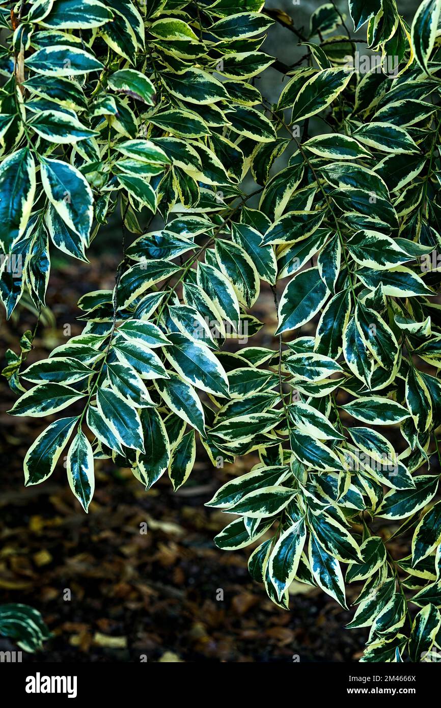 sakaki (Cleyera japonica cv. Fortunei). Theaceae. Ornamental tree with ...