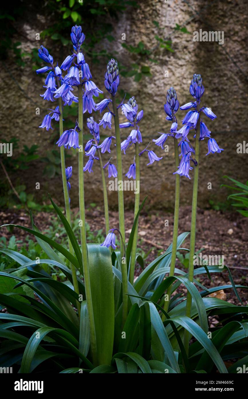 Spanish bluebell (Hyacinthoides hispanica). Asparagaceae. Ornamental ...