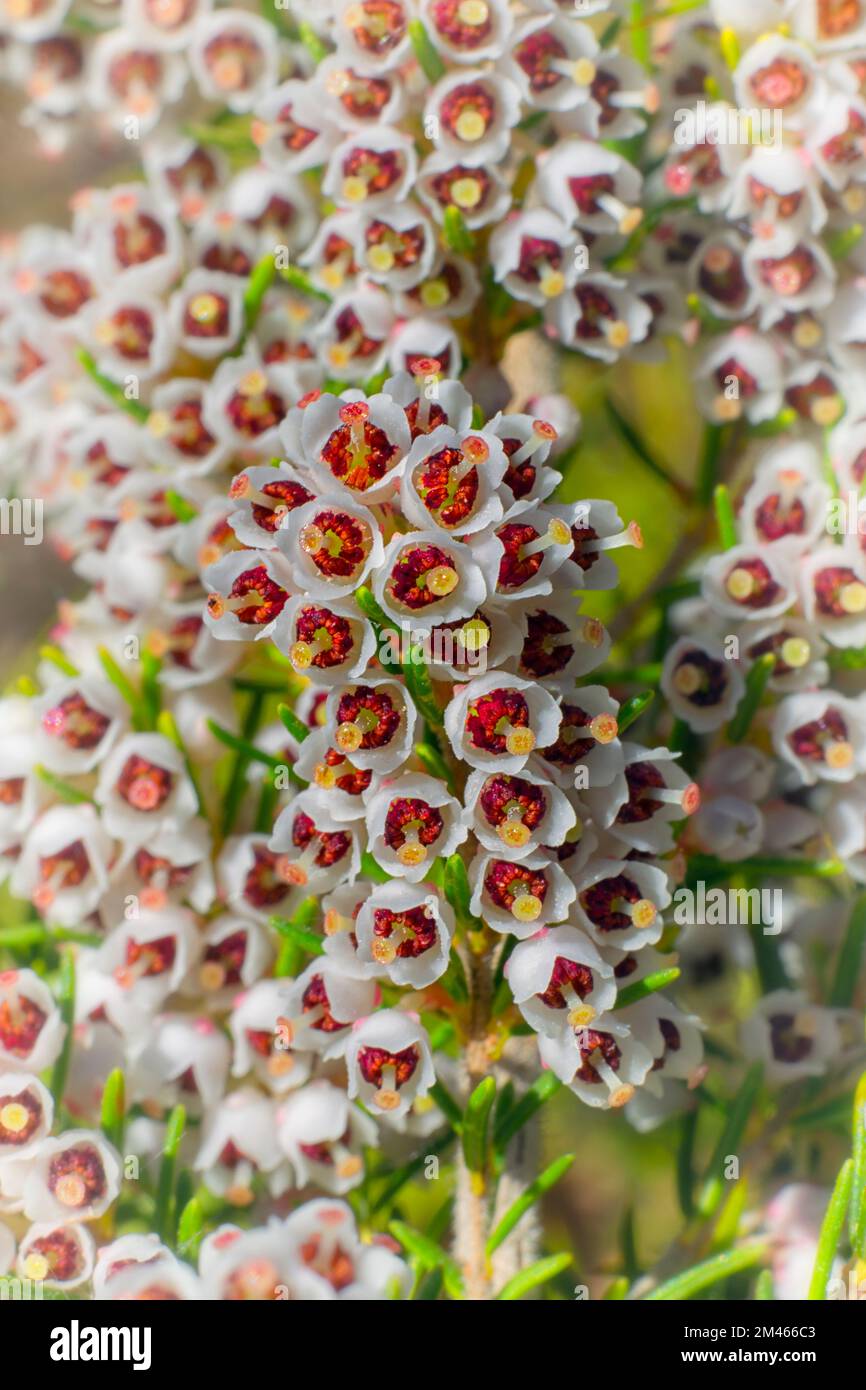 Tree heath (Erica arborea). Ericaceae. Evergreen shrub of the Atlantic ...