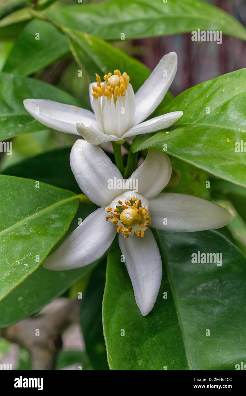 Citron (Citrus medica). Rutaceae. Fruit tree. Citrus species used in ...