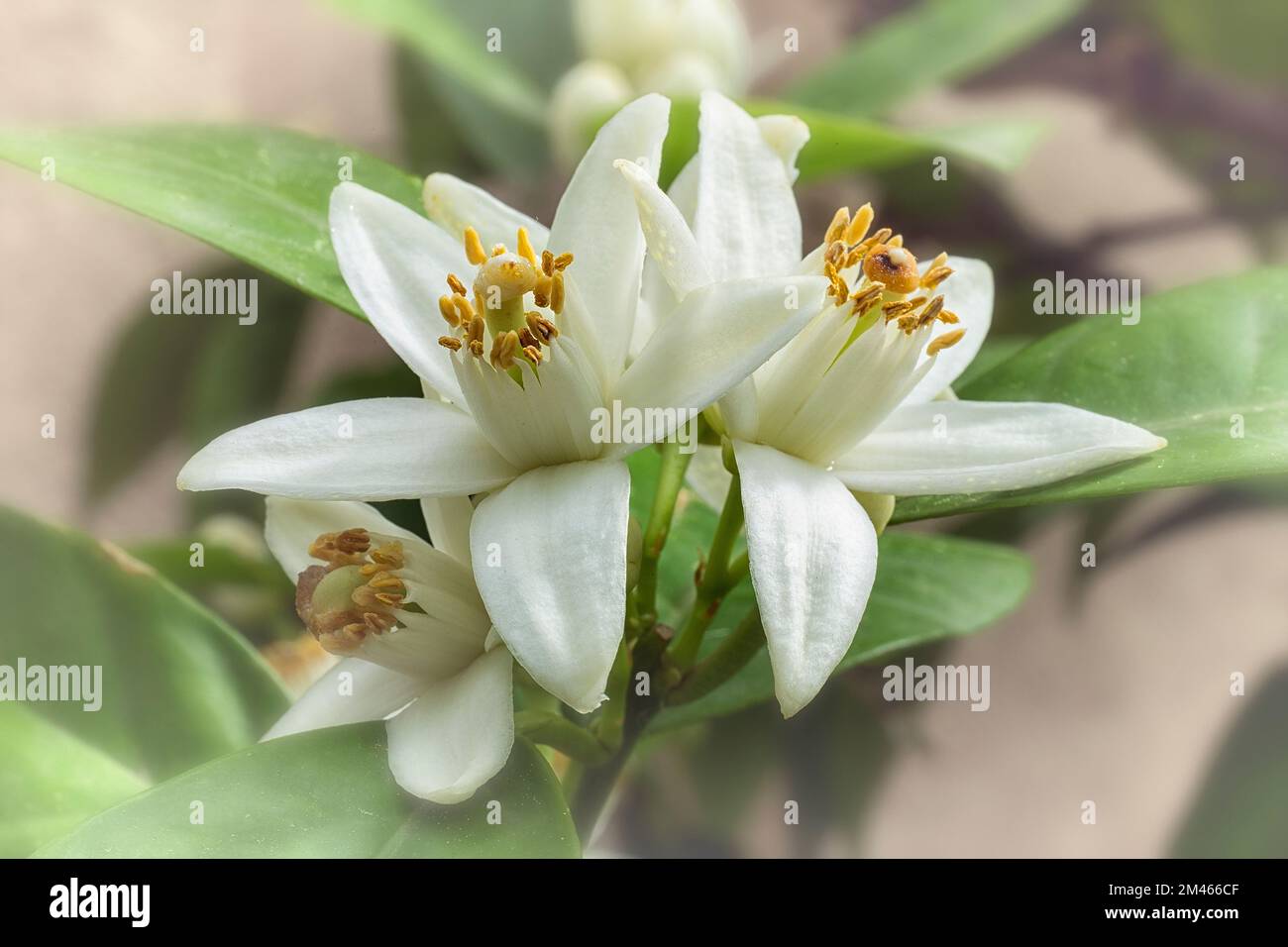 Citron (Citrus medica). Rutaceae. Fruit tree. Citrus species used in ...